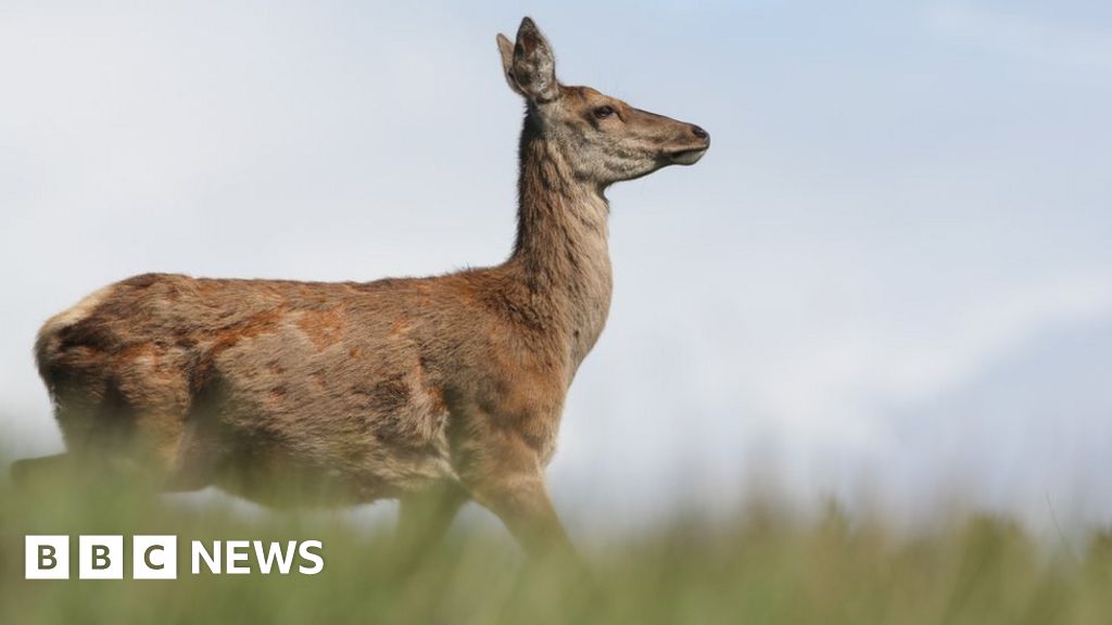 Islanders in South Uist vote against mass deer cull - BBC News