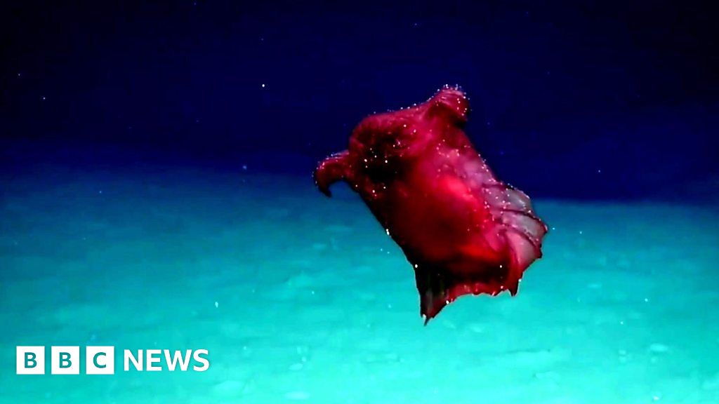 'Headless chicken sea monster' spotted - BBC News