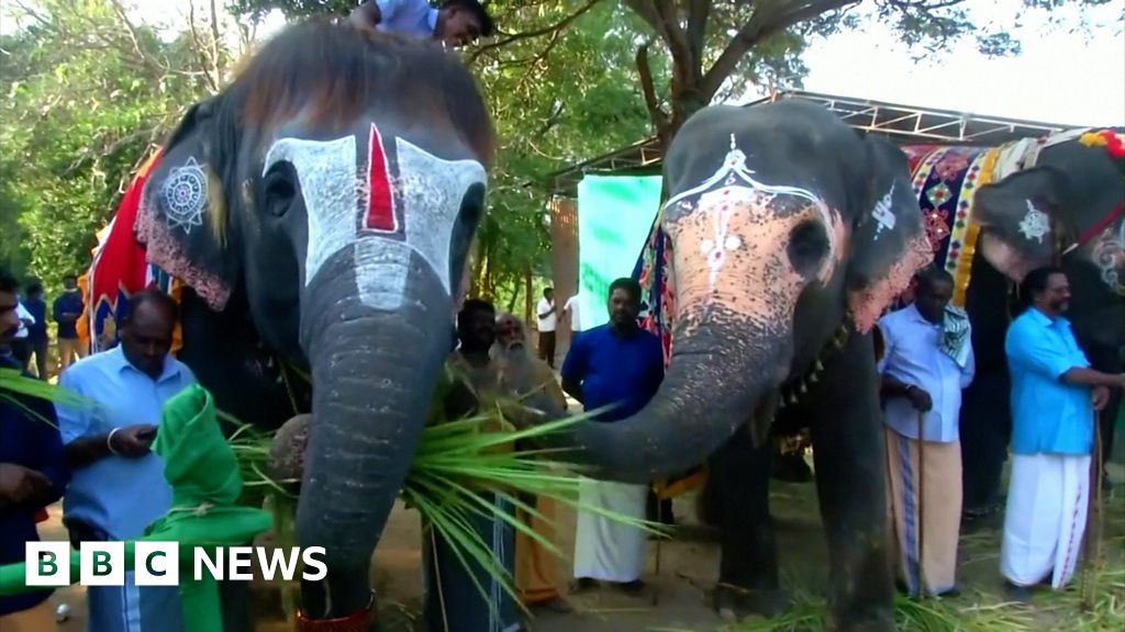 The clinic where India's temple elephants come to recuperate - BBC News
