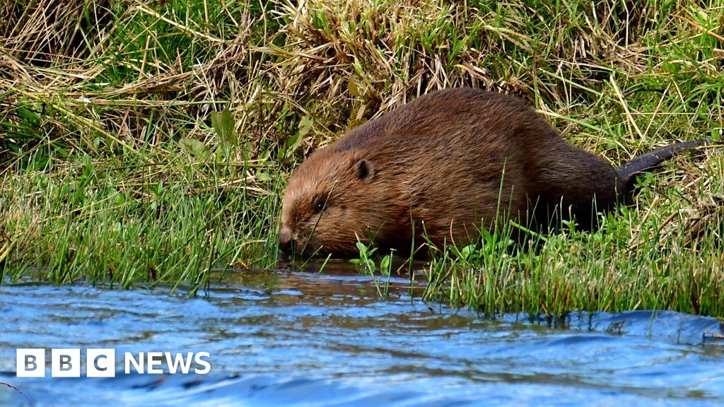 Beavers back in Derbyshire after 800 years