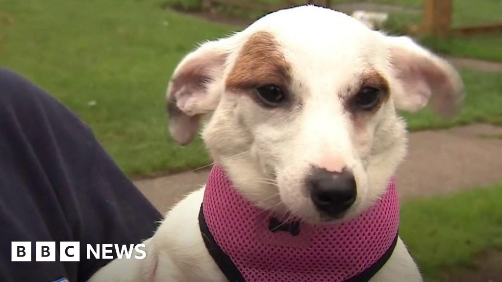 Coronavirus: The animals abandoned during lockdown