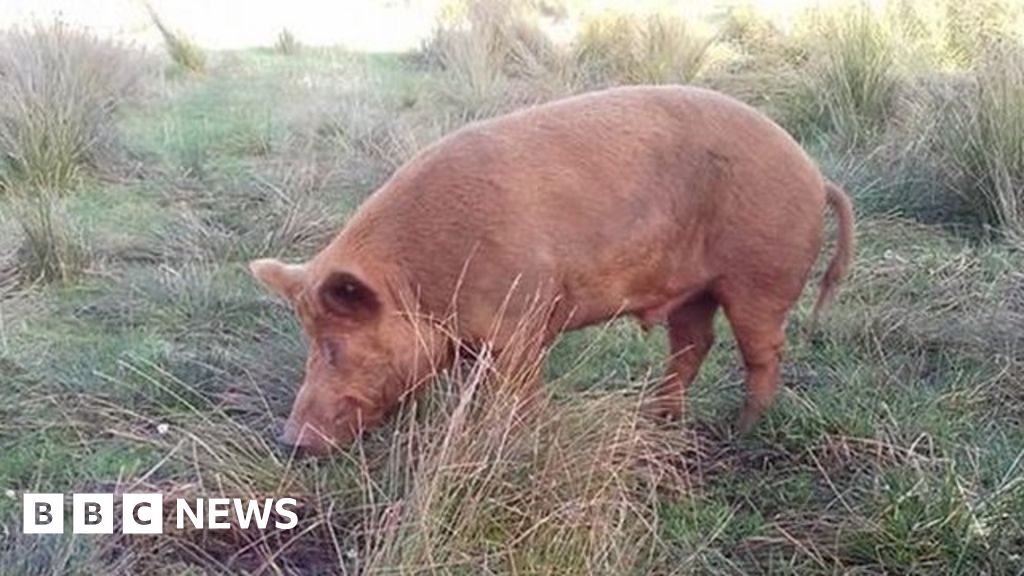 Large boar found 'wandering' on A76 near Kirkconnel - BBC News
