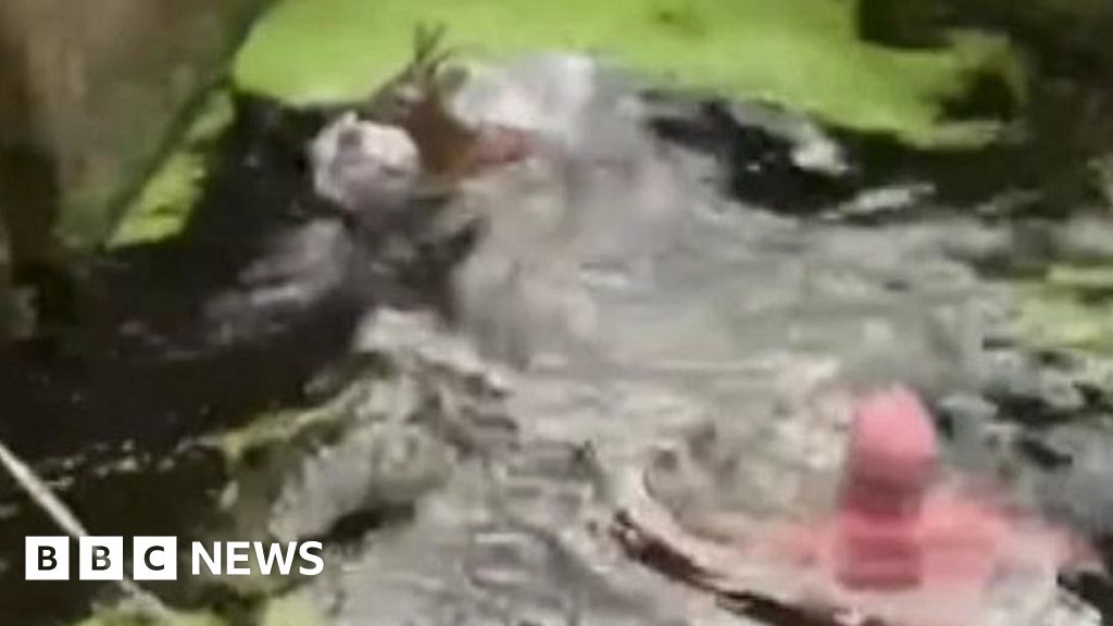 Wigan family rescue deer from drowning in canal - BBC News