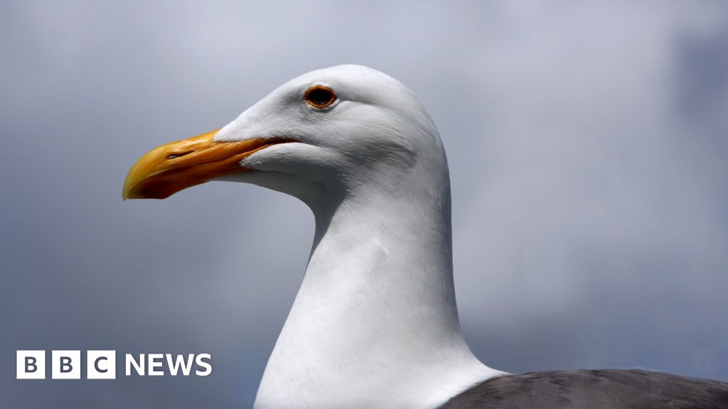 Privacy concerns raised over anti-gull flying drone - BBC News