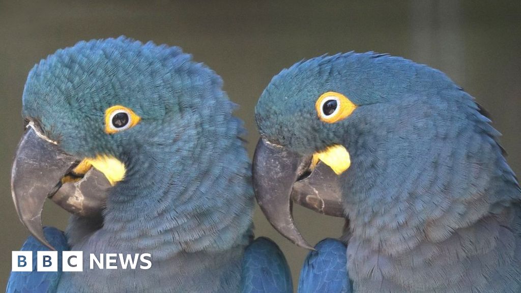 Rare Lear's macaws get new home in Cornwall - BBC News