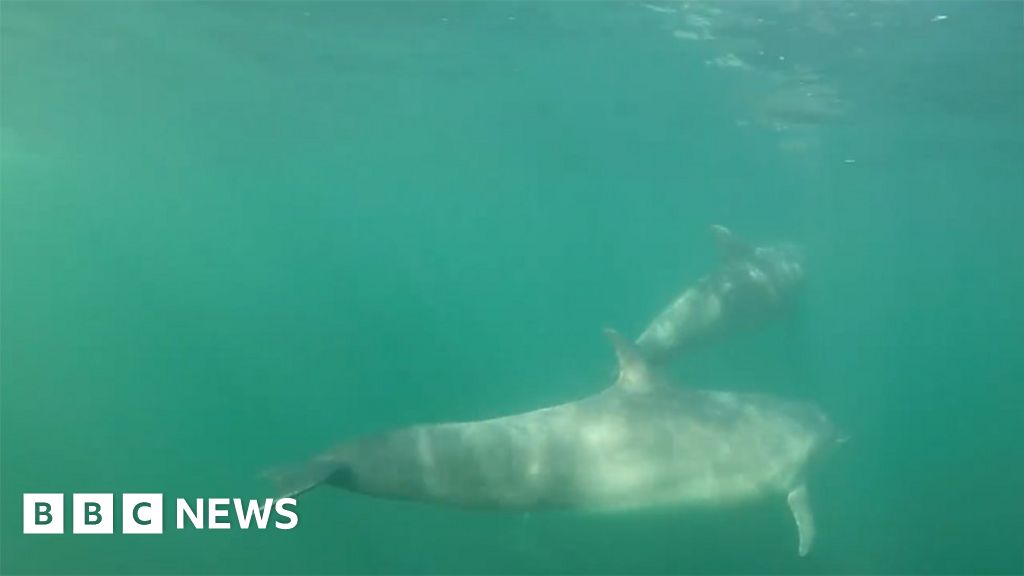 Underwater footage of dolphins in the Moray Firth - BBC News