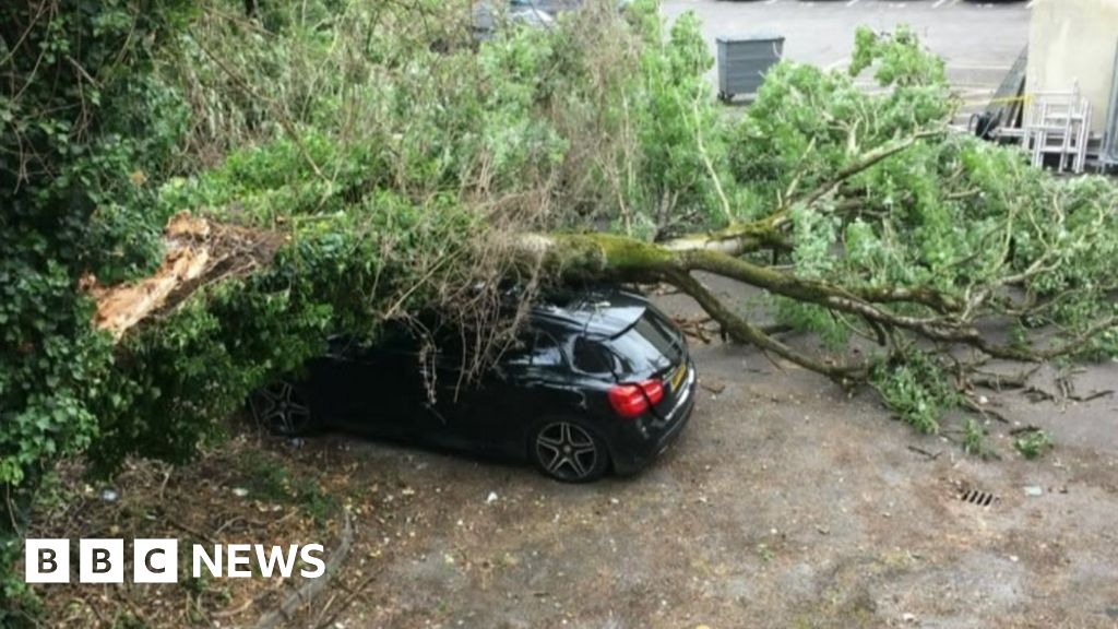 Cardiff tree fall: Car crushed after driver gets out in Cathays - BBC News