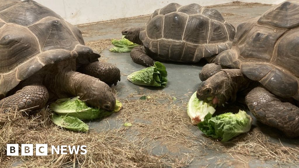 Hadlow reptile charity struggles to rehome animals as demand soars ...