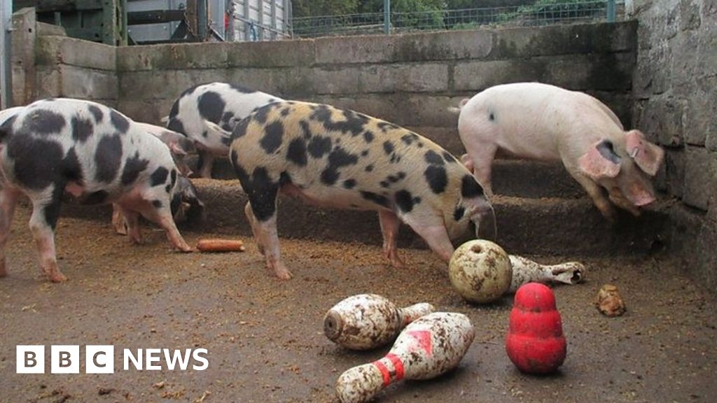 Gorgie City farm raises £100,000 in six weeks - BBC News