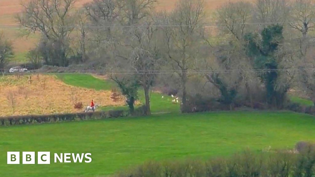 Quorn Hunt: Footage 'shows hunt hounds chasing fox' - BBC News