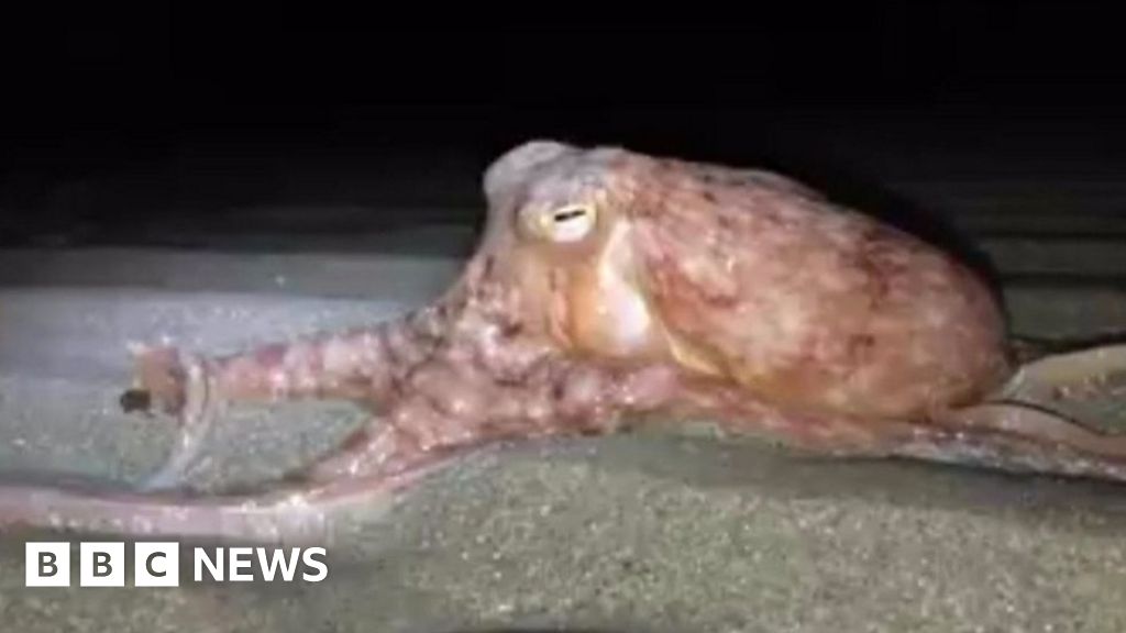 Octopuses 'walking out of the sea' on the Welsh coast