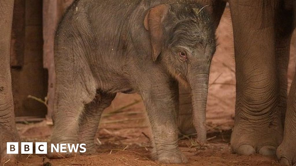 Elephant birth captured on Chester Zoo CCTV - BBC News