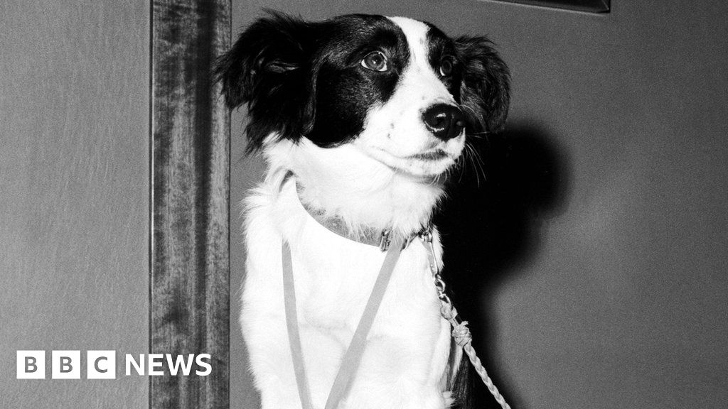 How Pickles saved the World Cup: Jules Rimet Trophy discovery ...