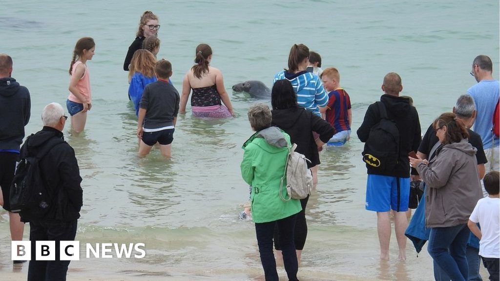 Tourists Warned About Swimming With Seals Bbc News