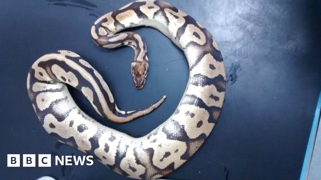 Royal pythons found dead in pillowcase in Rhondda - BBC News