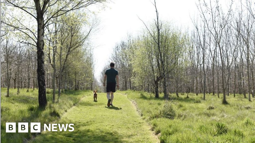 Coronavirus: Trees 'offer peace in dark lockdown days'