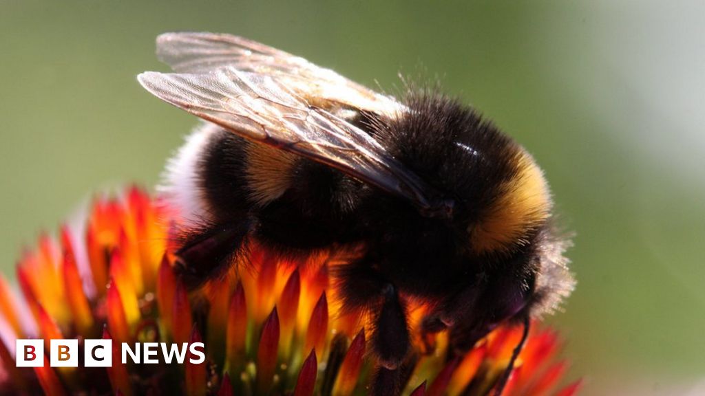 Banned pesticides 'not equally harmful' to bees - BBC News