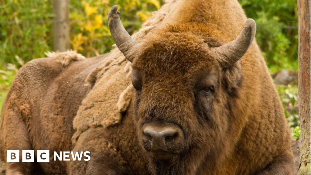 European bison rangers chosen for Kent woodland herd