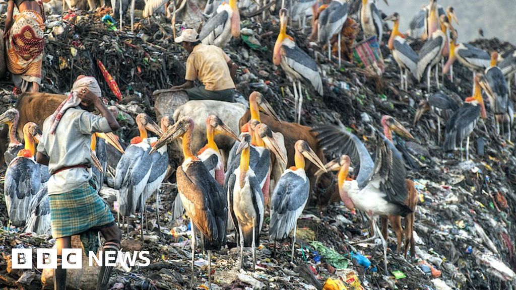 In pictures: Ecology photo prize winners - BBC News