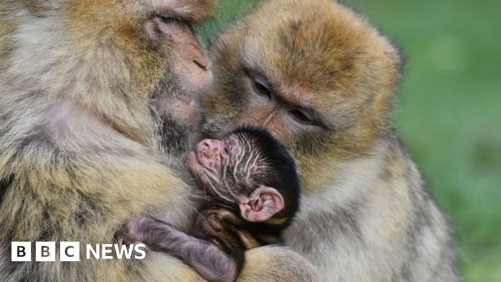 Trentham Monkey Forest celebrates Barbary macaques' birth - BBC News