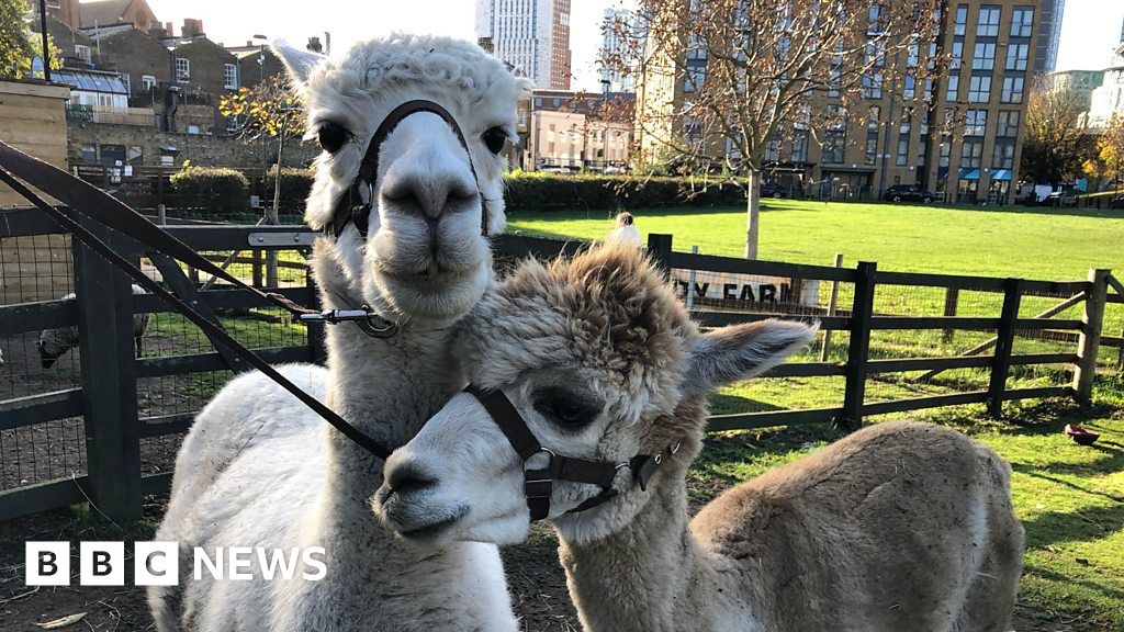 Ben and Jerry: The acting alpacas that are retiring from public life ...