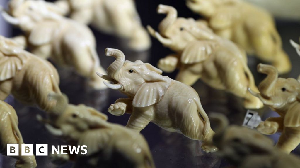 Ivory seizures hit record levels last year, report says - BBC News