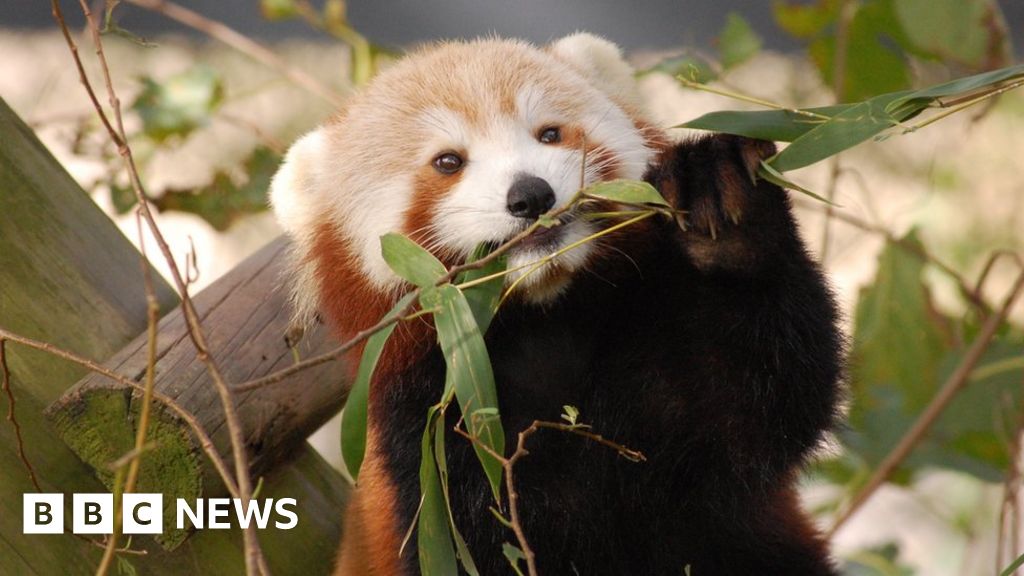 Lovelorn red panda escapes from Virginia Zoo - BBC News