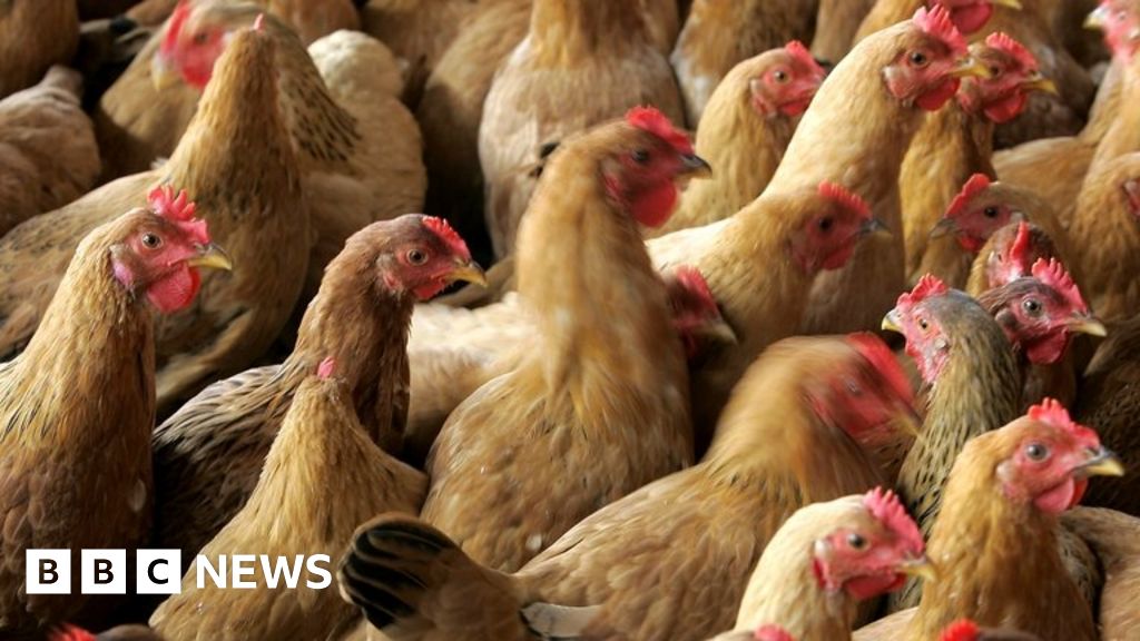 Wales' poultry owners advised after bird flu case in Lancashire - BBC News