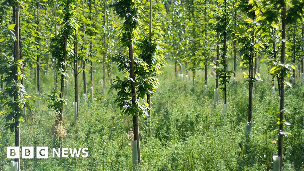 New Norfolk country parks to meet tree planting target - BBC News