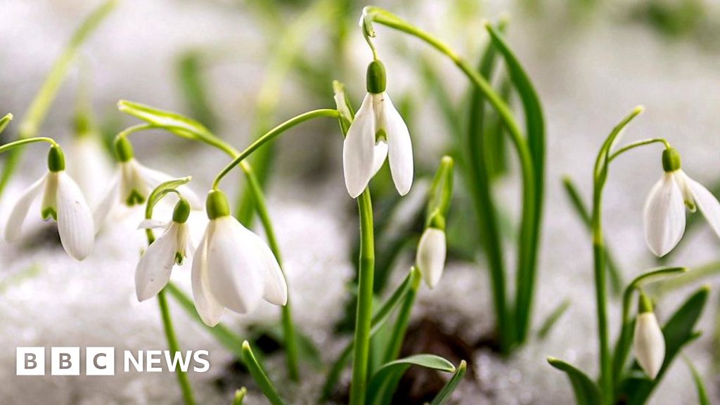Raveningham Hall snowdrop hunters return as season begins - BBC News