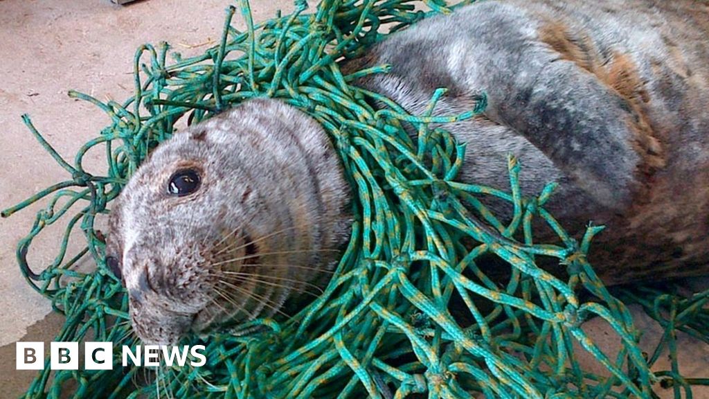 Seal found tangled in nets at Cruden Bay returned to sea - BBC News