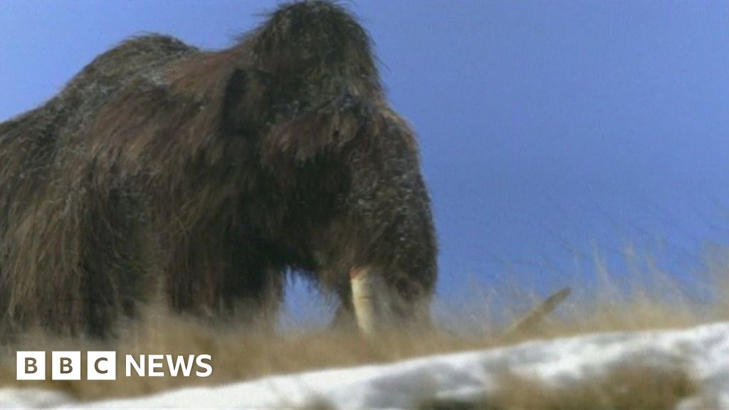 Edinburgh scientists discover mammoth secret in ivory DNA - BBC News