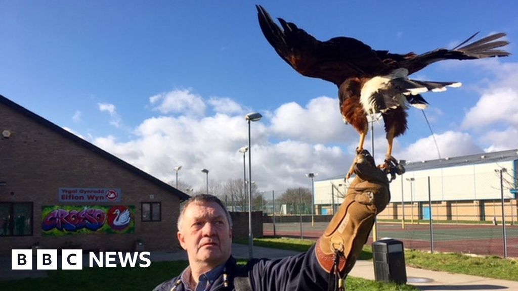 Porthmadog primary school hawk to deter seagulls