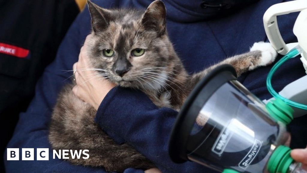 Pet oxygen mask revives 'fire starter' cat Harriet - BBC News