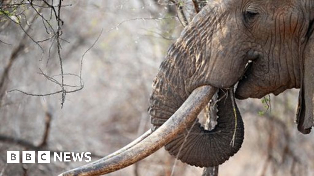 Efforts to boost elephant protection fails at Cites - BBC News