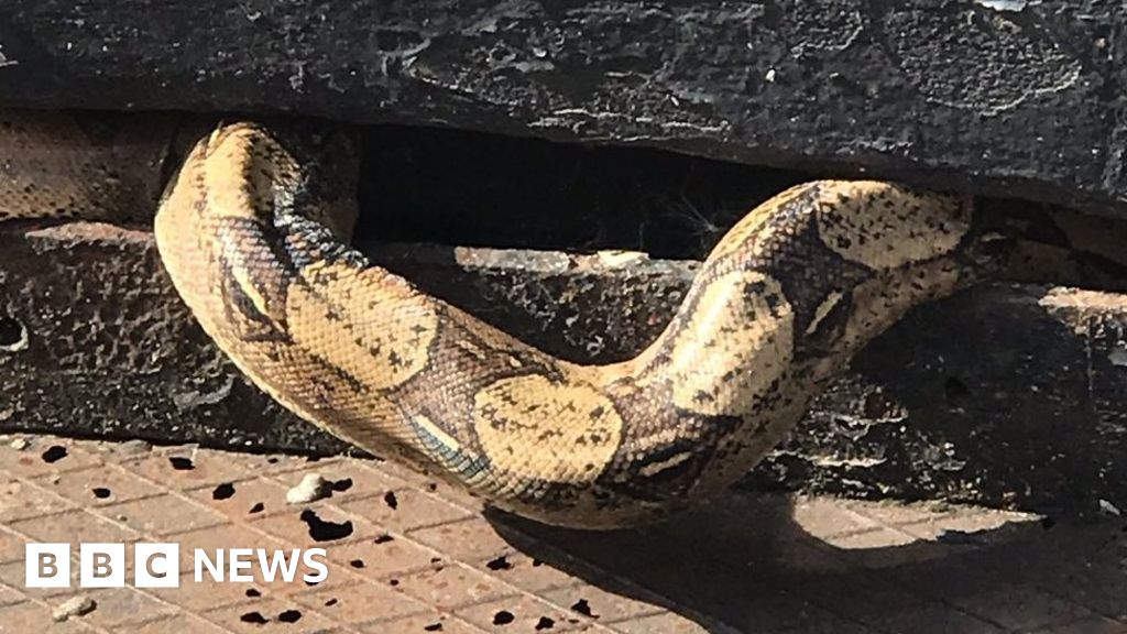 Gloucester trapped snake rescued 'by stroking its chin' - BBC News