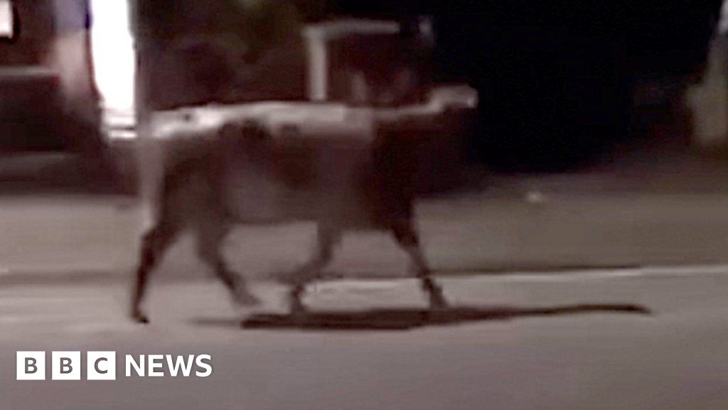 Runaway cow in Woodley run over by police van - BBC News