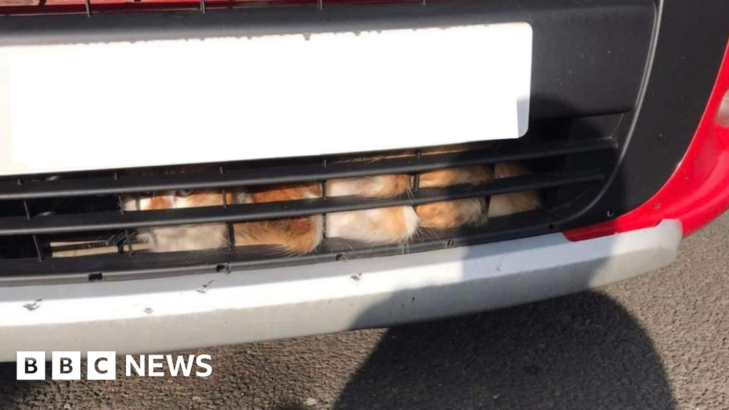 Missing Sunderland cat found in engine bay 40 miles from home