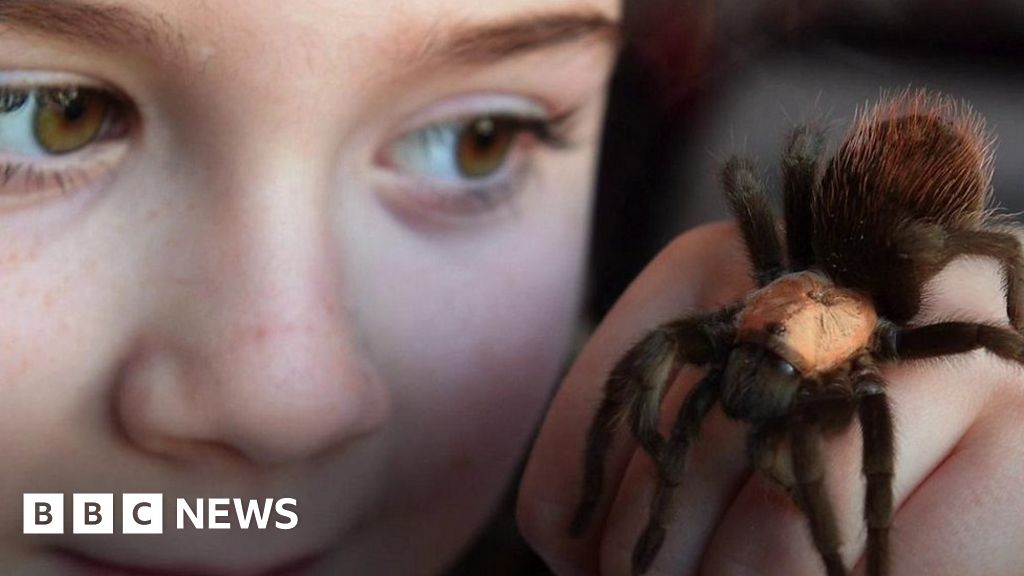 'I love bugs and tarantulas are cute' - BBC News