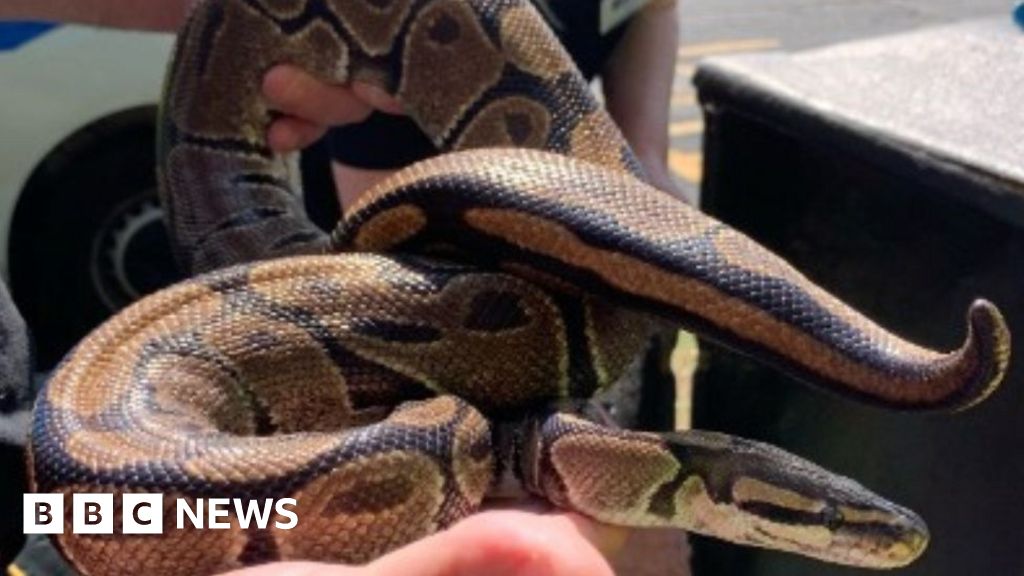 Cost of living: Man blames fuel and food prices for dumping snakes