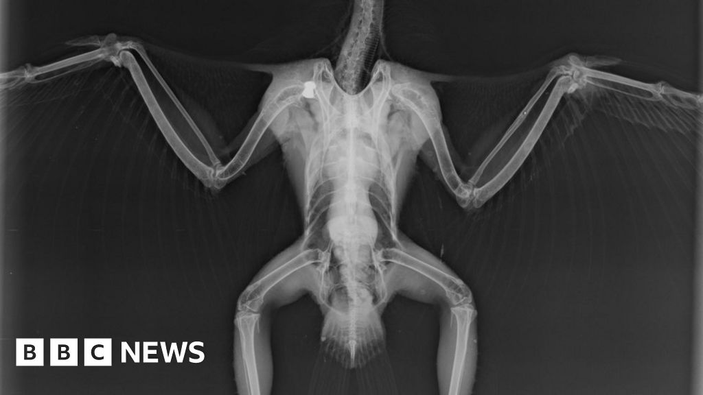 Peregrine falcon 'shot with air rifle' near Cambridge - BBC News