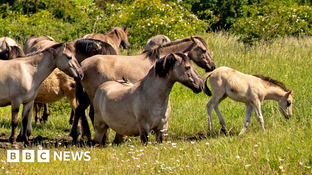 Oldest National Trust reserve Wicken Fen 'a mecca for naturalists ...