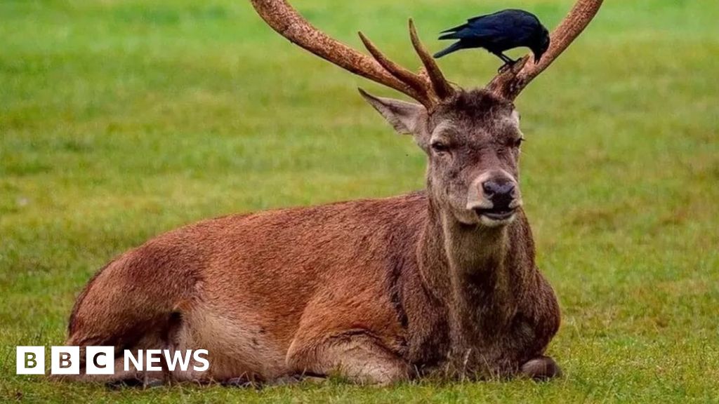 Wollaton Park: Stag put down after walker injured - BBC News