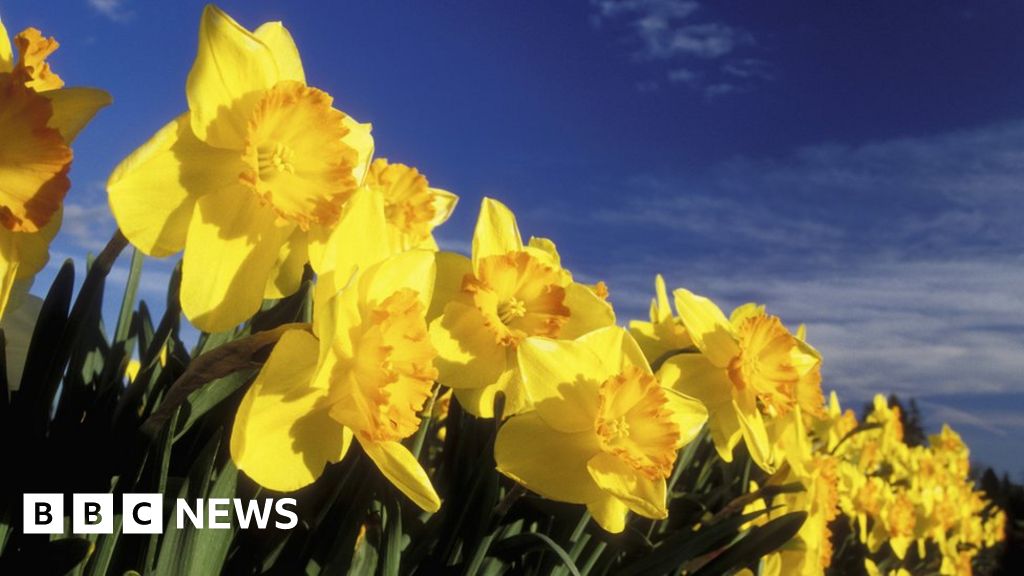 Bangor Uni scientists hunt for new daffodil treatments - BBC News