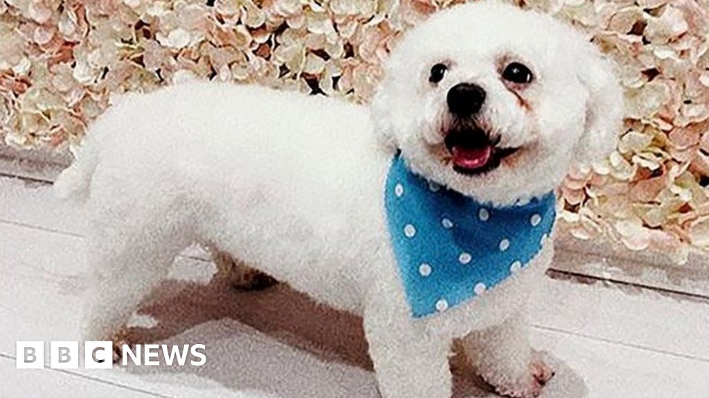 Men jailed for shotgun murder bid that killed pet dog