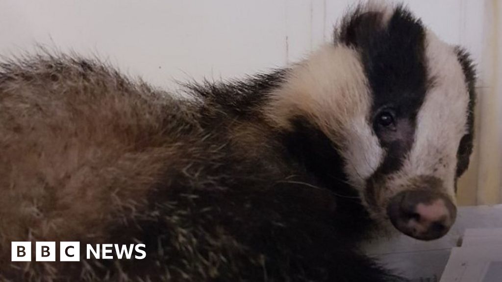 Badger rescued after falling 100ft down Dorset cliff - BBC News
