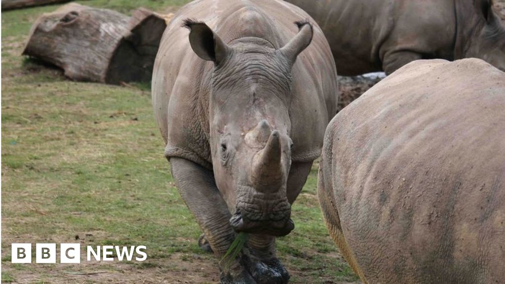 Poachers kill rhino for his horn at French zoo - BBC News