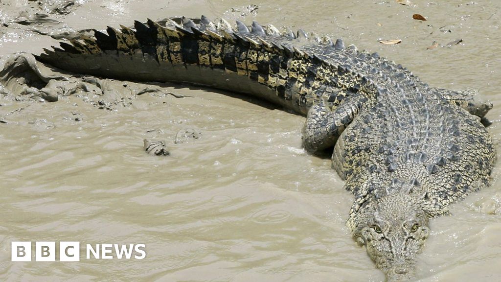 Australian man fights off crocodiles - BBC News