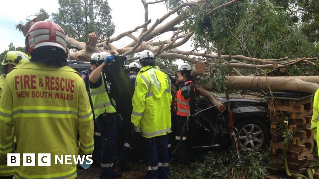 Sydney storm: Man killed after tree falls on moving car - BBC News