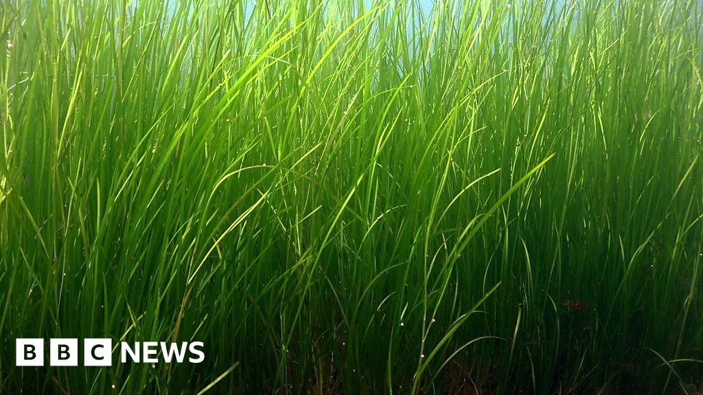 Why seagrass is so important to our environment